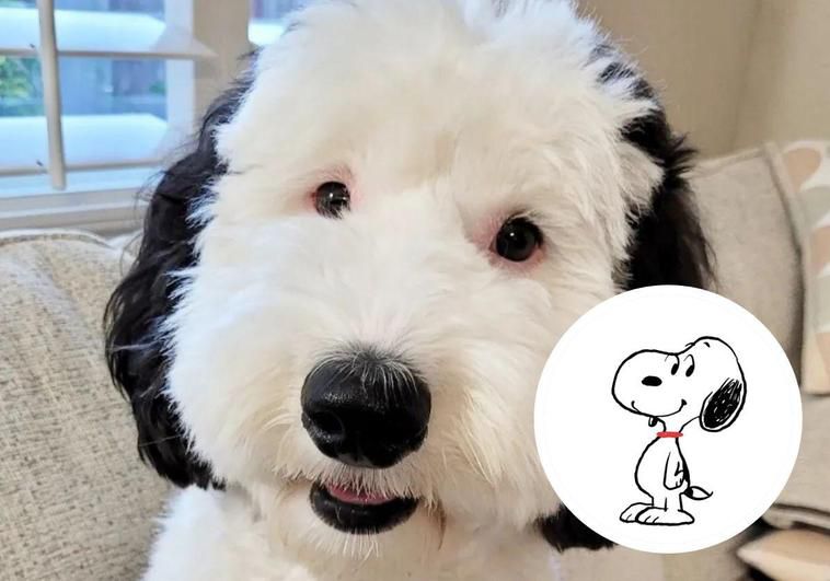 Este mini sheepadoodle se volvió viral: Bayley, el perro que triunfa en ...