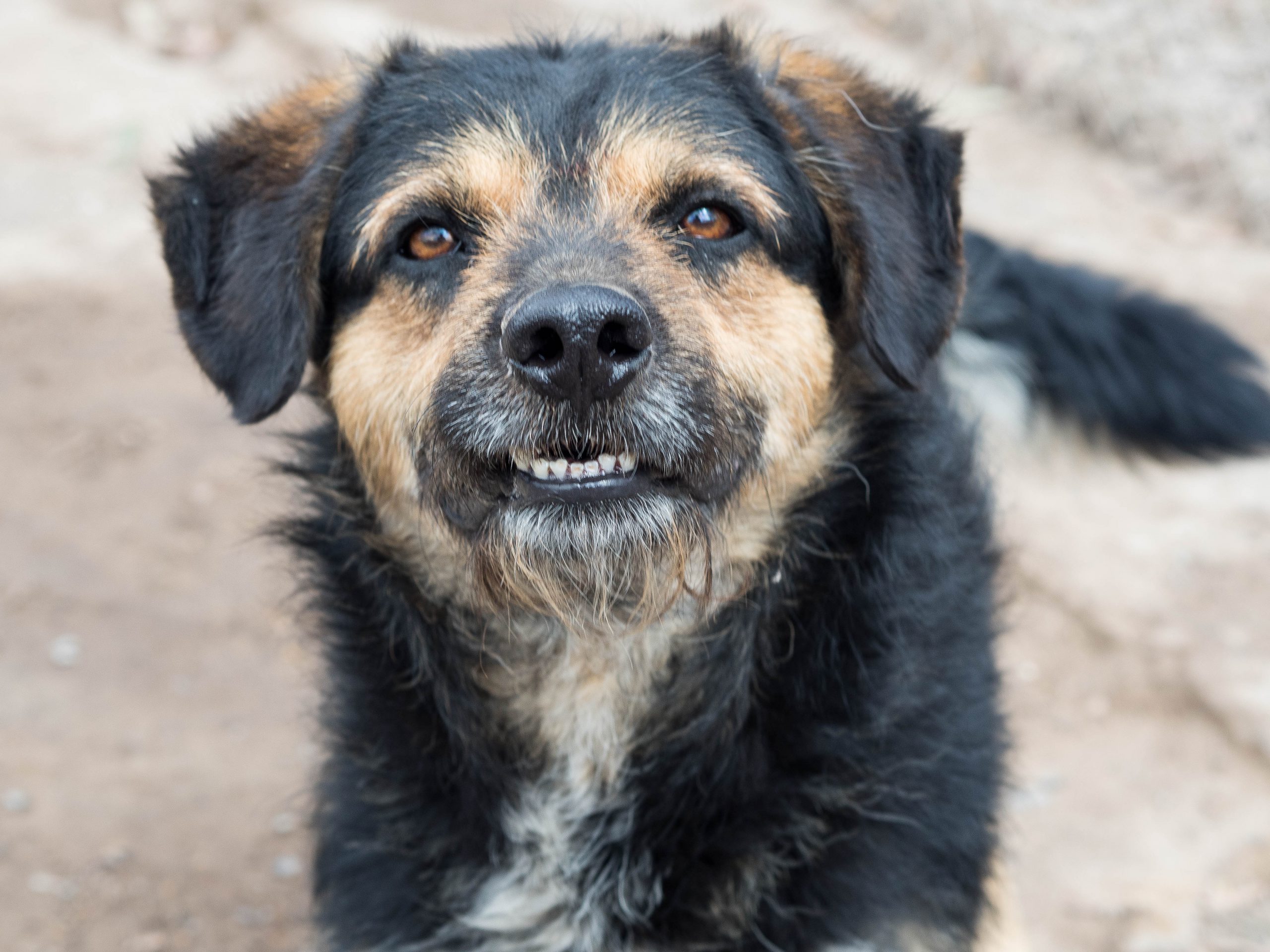 Conoce aquí cuál es el origen de Firulais y por qué se les dice así a ...